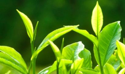 Natural rubber flooring: intercropping rubber trees with tea plants